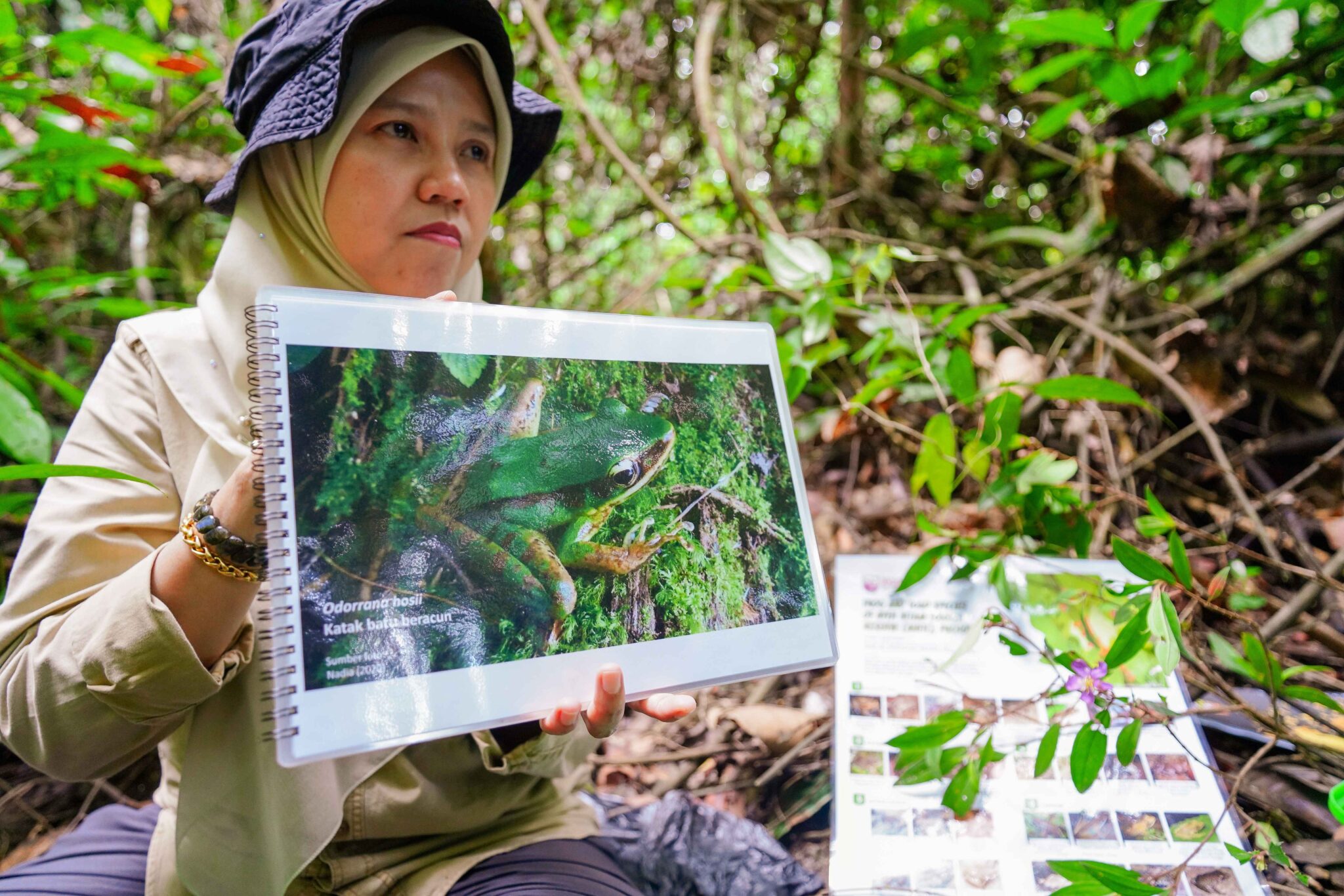 Katak lekit tanah rendah spesies rare di Malaysia - Relevan