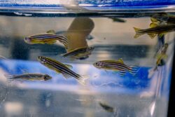 Ikan zebra pengganti tikus dalam penyelidikan, ini fakta menarik ...